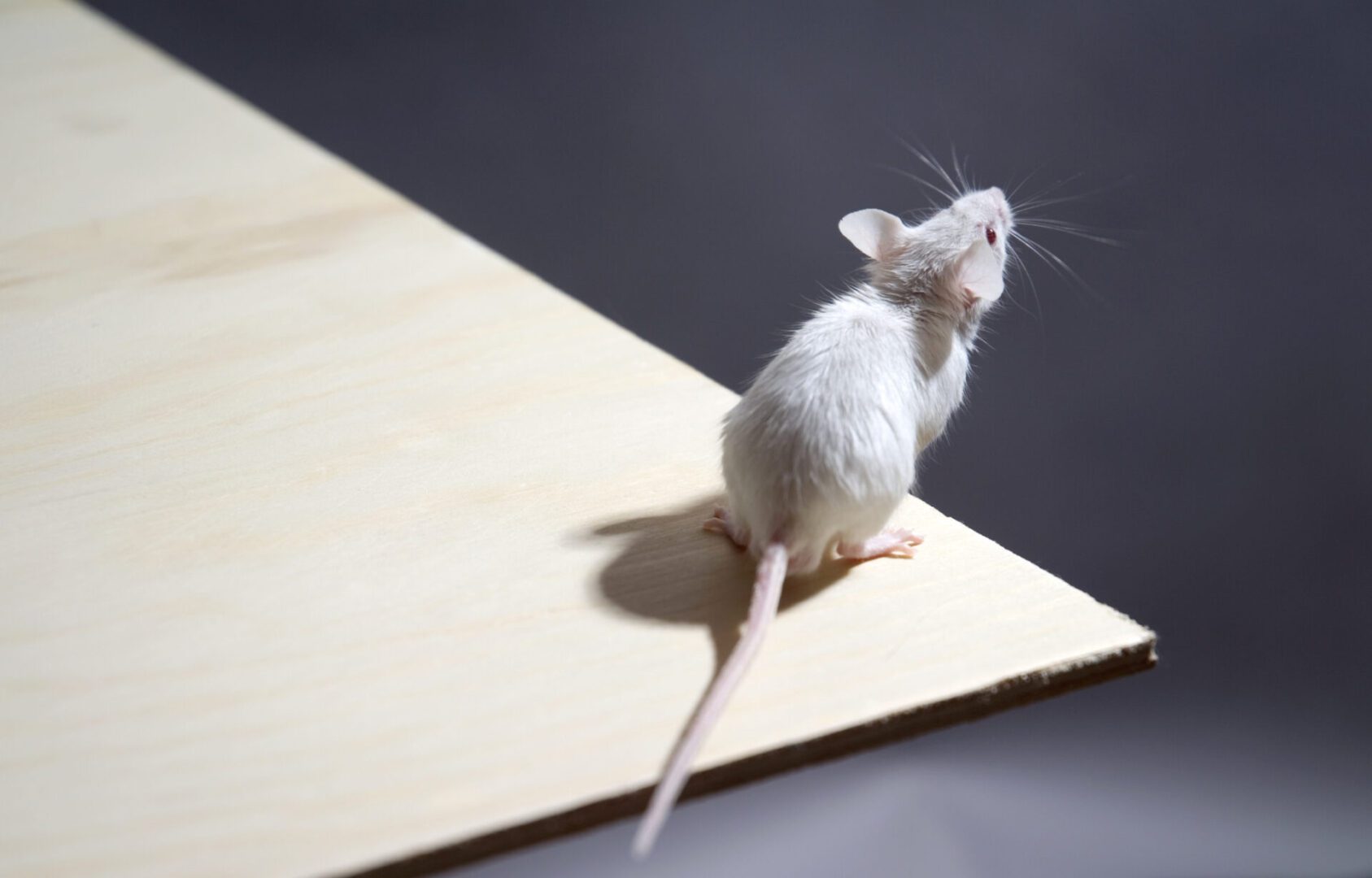 Rats | Rat Extermination Service by Advanced Pest Specialists
